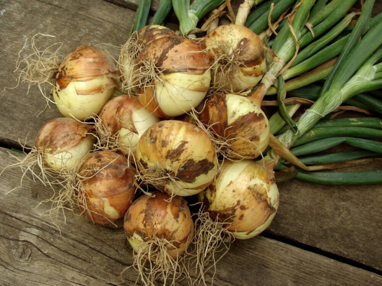 Why Are My Onion Seedlings Falling Over? 8 Reasons Your Onion Plant Is ...
