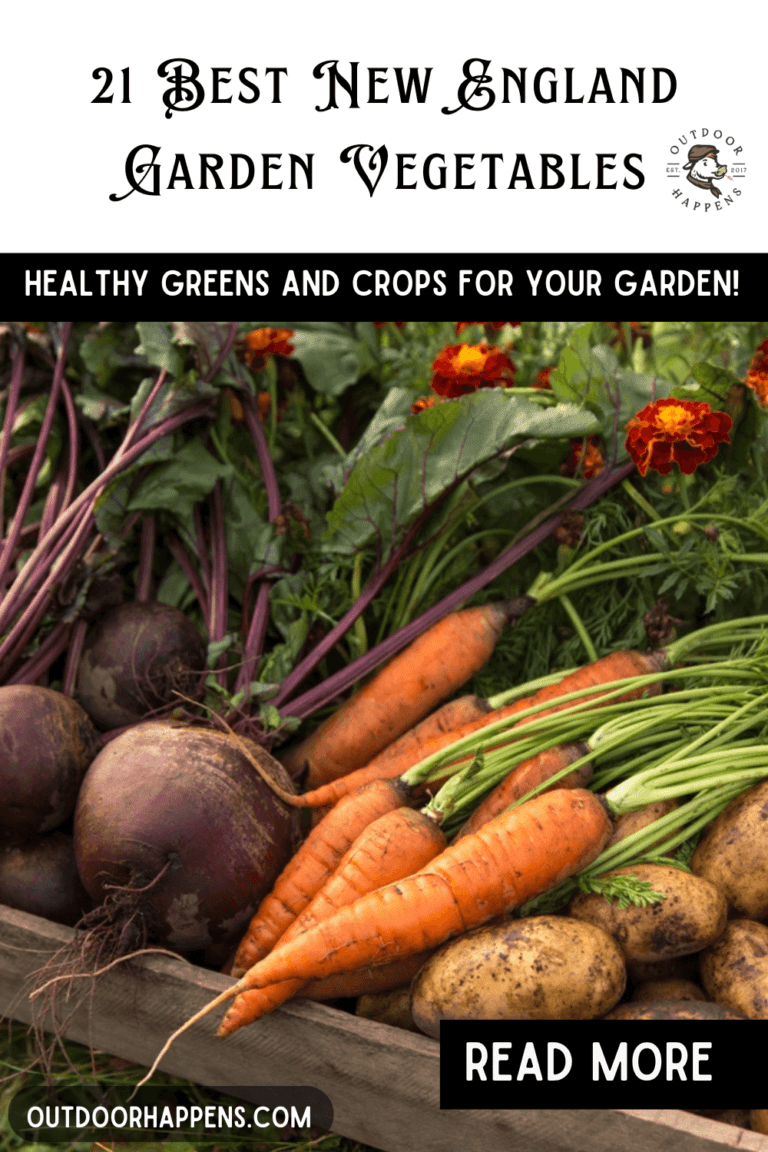 21 Best New England Vegetables For Spring And Summer Gardens | Leafy ...