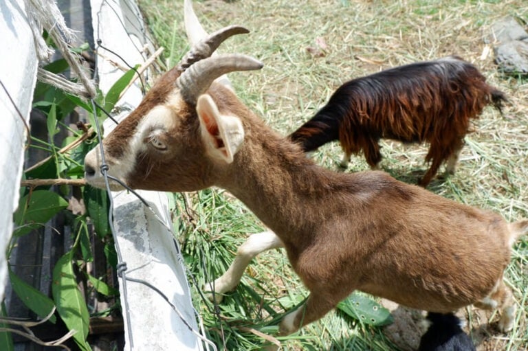 Ultimate Toggenburg Goat Guide | History, Price, Uses, And Appearance ...