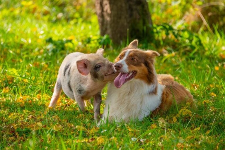 The Ultimate KuneKune Pig Guide | History, Price, Origin, And Uses ...