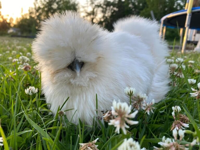 The Ultimate Silkie Chicken Guide - Price, Appearance, History, And ...