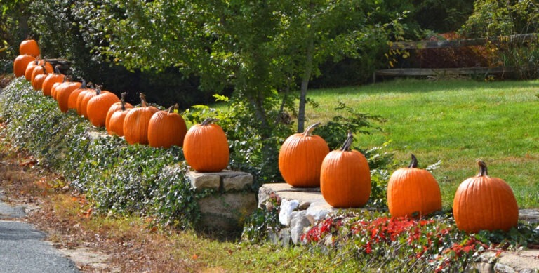 How To Easily Grow Pumpkins From Seed | The Ultimate Pumpkin Garden ...