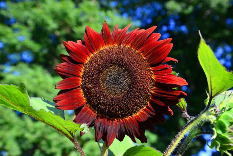 18 Best Sunflower Varieties For Colorful Blooms All Summer - Outdoor ...