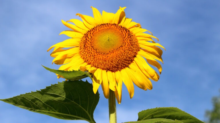 18 Best Sunflower Varieties For Colorful Blooms All Summer - Outdoor ...