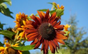 18 Best Sunflower Varieties For Colorful Blooms All Summer - Outdoor ...