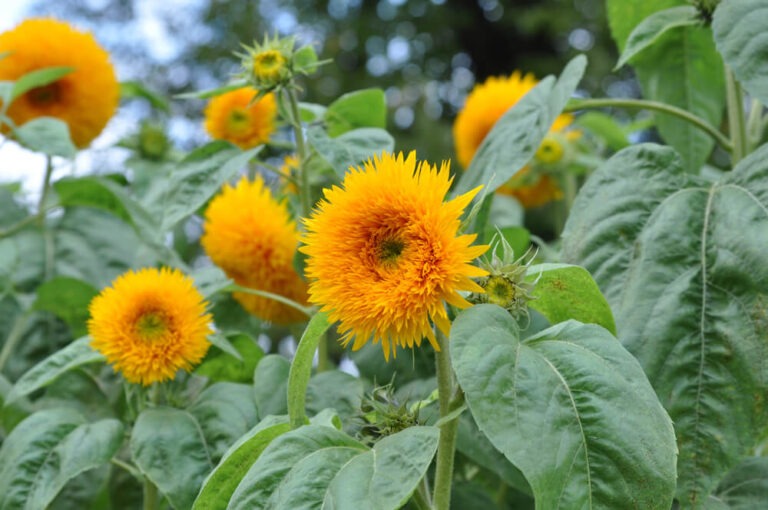 18 Best Sunflower Varieties For Colorful Blooms All Summer - Outdoor ...