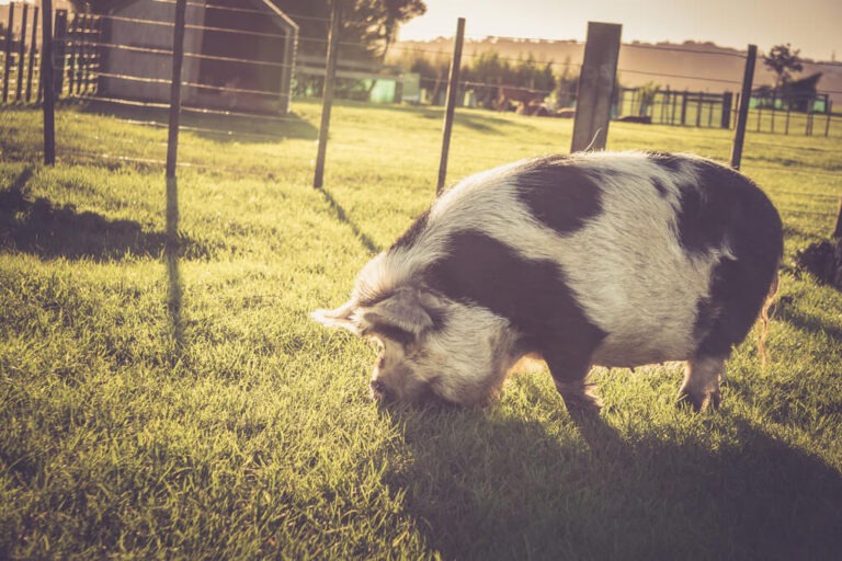 The Ultimate KuneKune Pig Guide | History, Price, Origin, And Uses ...