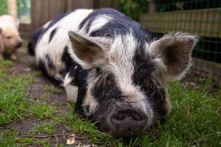 The Ultimate KuneKune Pig Guide | History, Price, Origin, And Uses ...