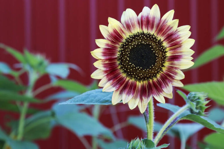 18 Best Sunflower Varieties For Colorful Blooms All Summer - Outdoor ...