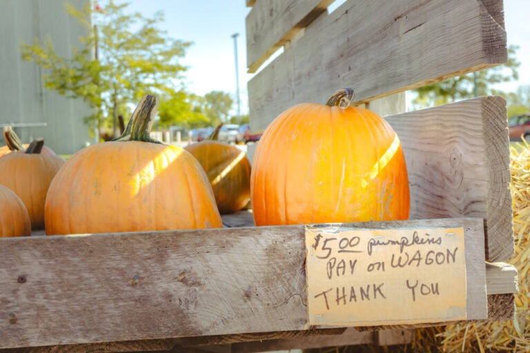 How To Easily Grow Pumpkins From Seed | The Ultimate Pumpkin Garden ...