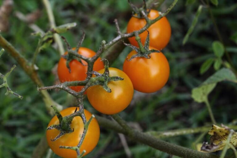 How To Grow Juicy Red Tomatoes From Seed | The Ultimate Tomato ...