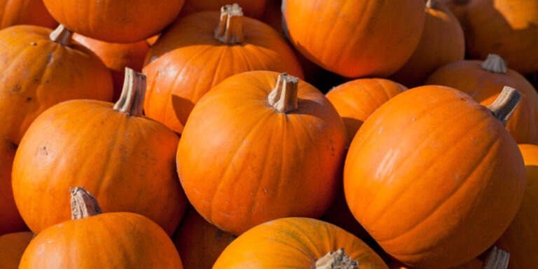 How To Easily Grow Pumpkins From Seed | The Ultimate Pumpkin Garden ...