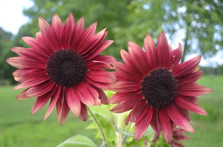 18 Best Sunflower Varieties For Colorful Blooms All Summer - Outdoor ...