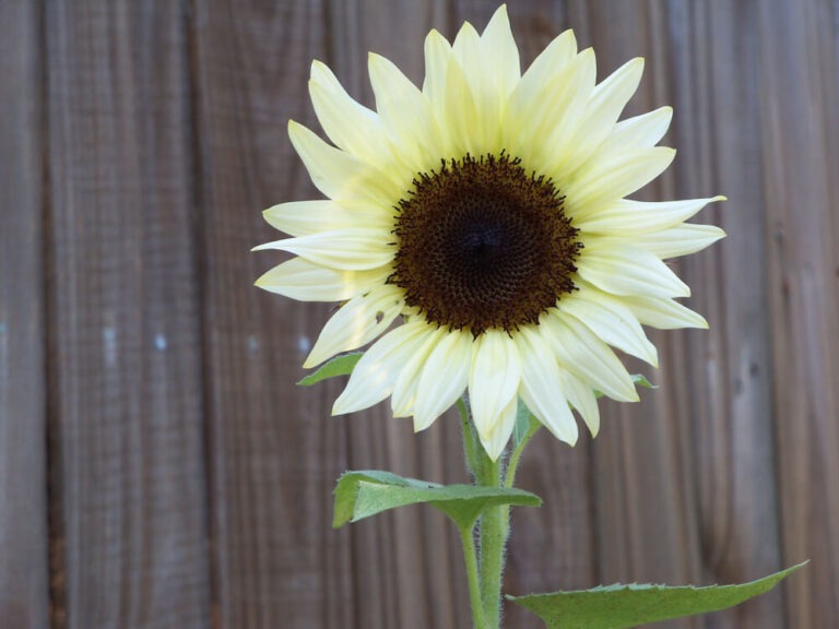 18 Best Sunflower Varieties For Colorful Blooms All Summer - Outdoor ...
