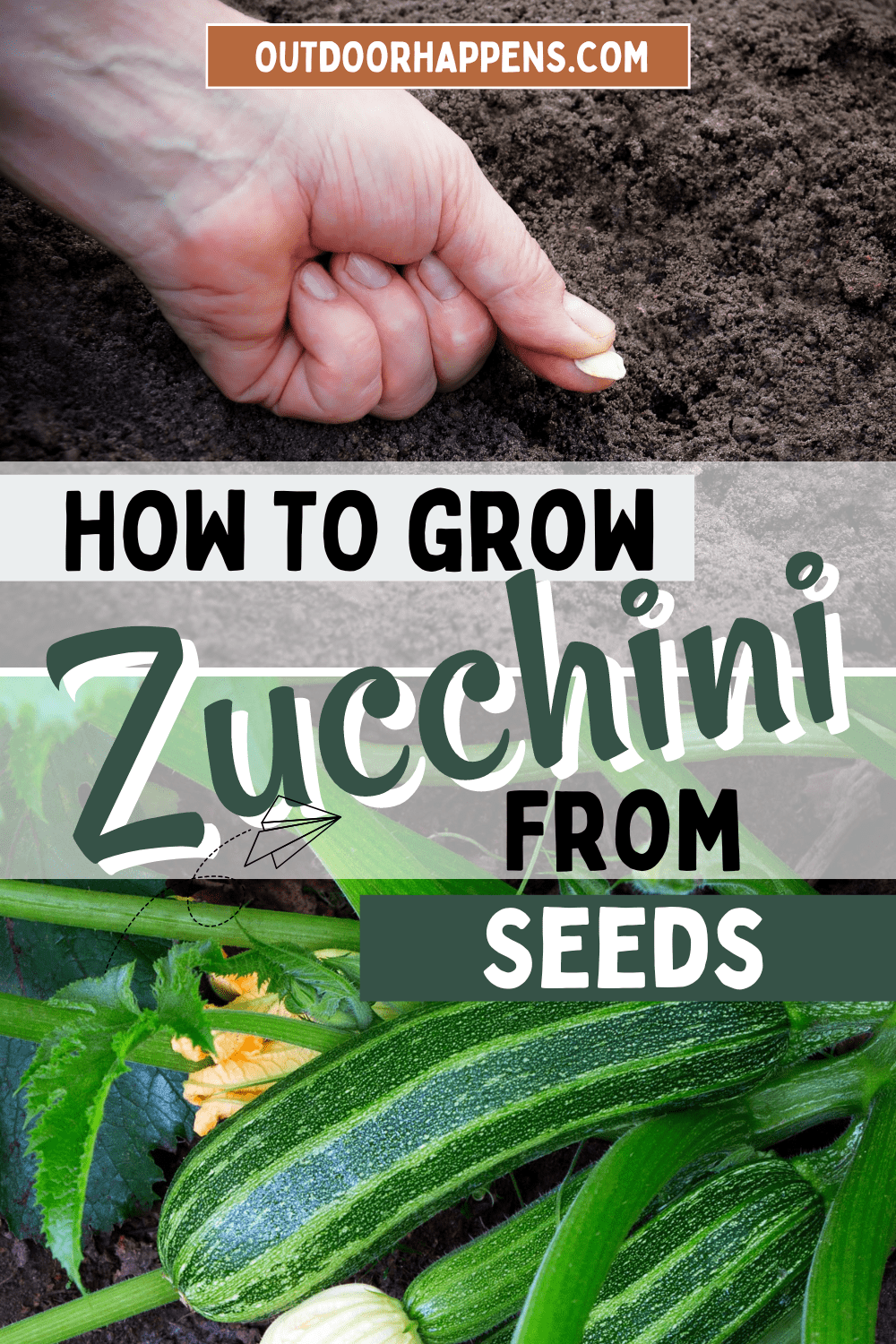 How To Grow Zucchini From Seed – XCTF