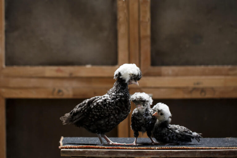 All About Polish Chickens - Origin, Lifespan, Cost, And Uses! - Outdoor ...