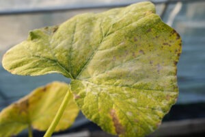 How To Grow Epic Butternut Squash From Seed To Harvest - Yummy Edible ...