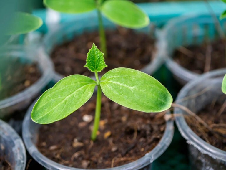 How To Grow Epic Butternut Squash From Seed To Harvest - Yummy Edible ...