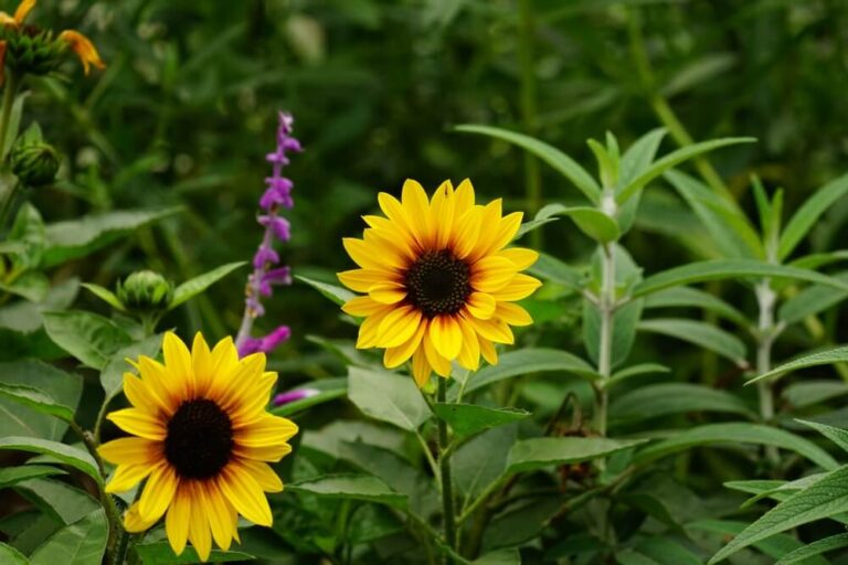 What To Plant In June For An Abundant Spring And Summer Garden! (21 ...
