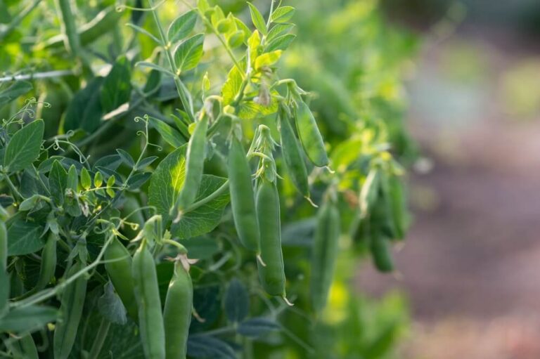 What To Plant In June For An Abundant Spring And Summer Garden! (21 ...