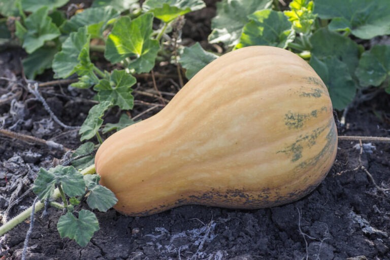 How To Grow Epic Butternut Squash From Seed To Harvest - Yummy Edible ...