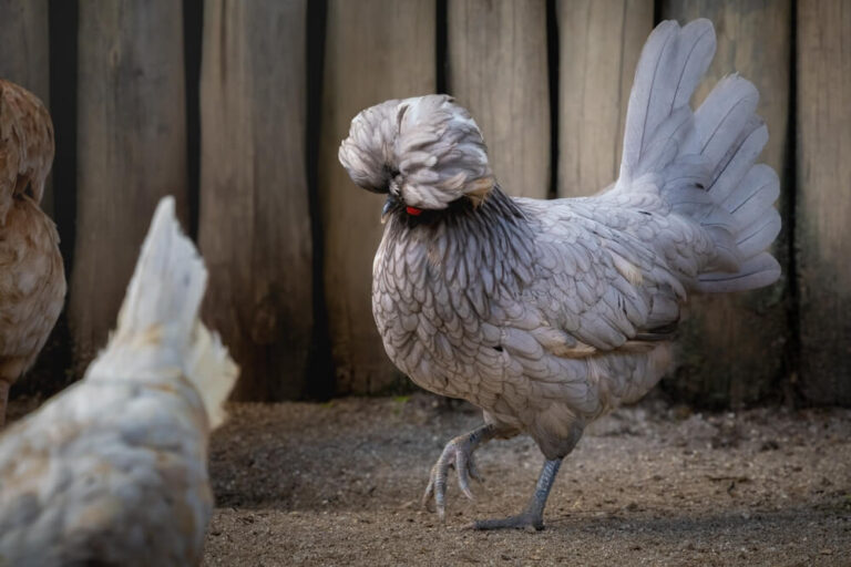 All About Polish Chickens - Origin, Lifespan, Cost, And Uses! - Outdoor ...