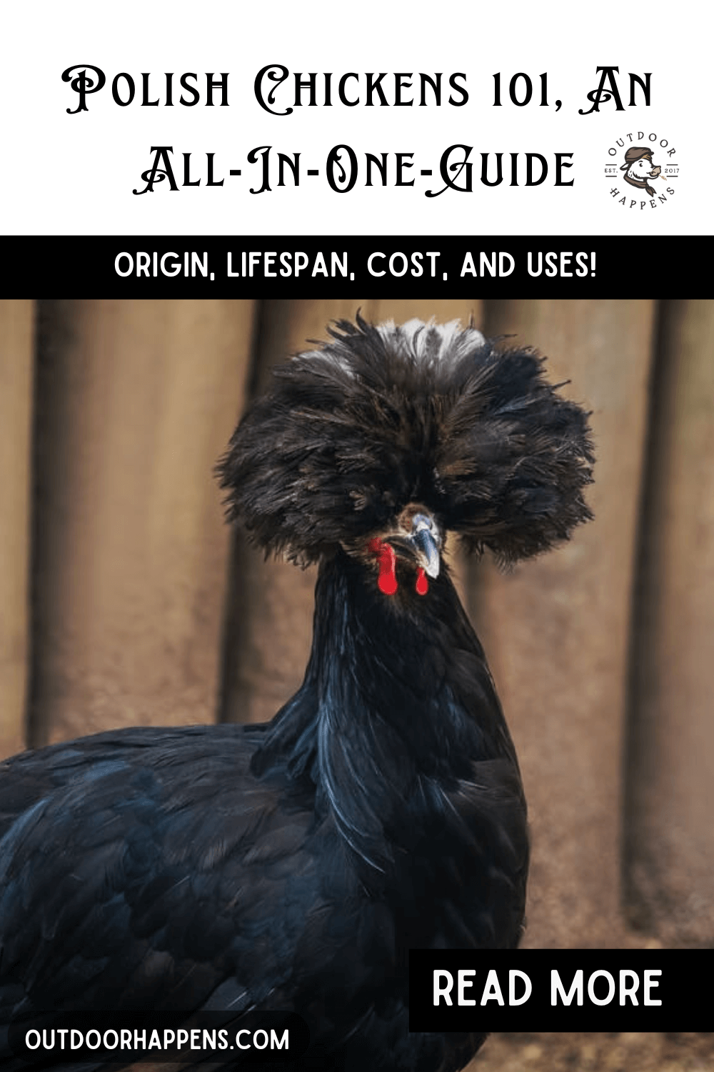 All About Polish Chickens - Origin, Lifespan, Cost, And Uses! - Outdoor ...