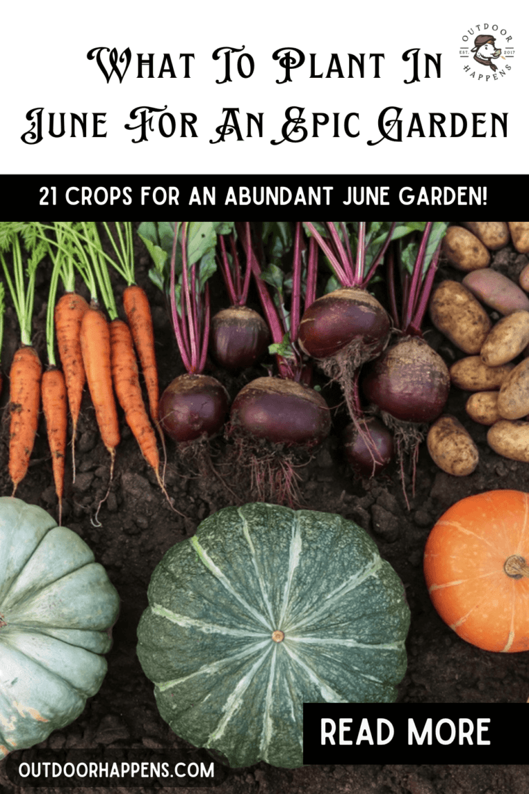 What To Plant In June For An Abundant Spring And Summer Garden! (21 ...