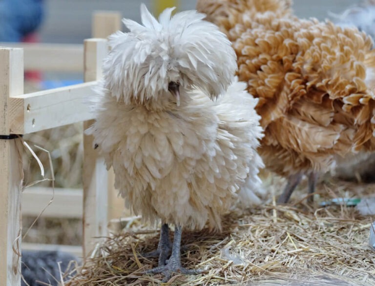 All About Polish Chickens - Origin, Lifespan, Cost, And Uses! - Outdoor ...