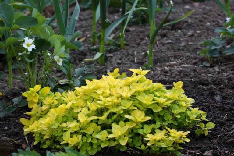 How To Grow A Backyard Chaos Garden - The Easy, Stress-Free Gardening ...