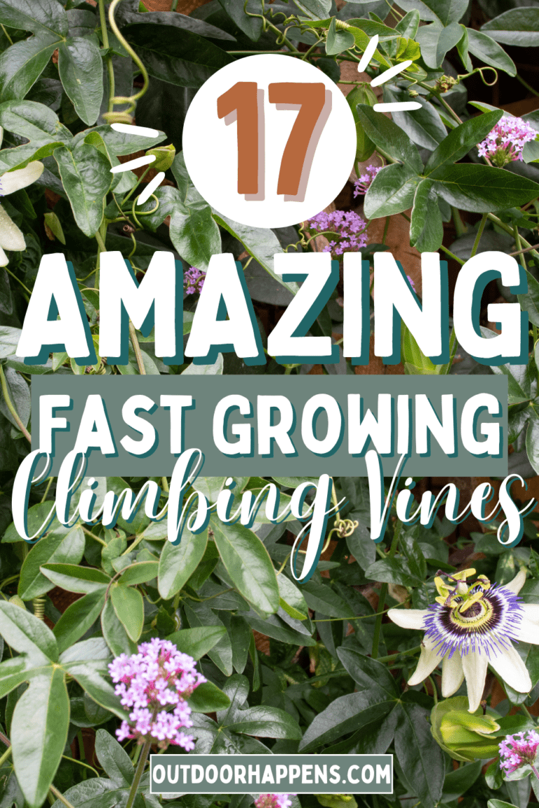 17 Fast-Growing Climbing Vines For Trellises, Gates, & Walls - Epic ...