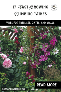 17 Fast-Growing Climbing Vines For Trellises, Gates, & Walls - Epic ...