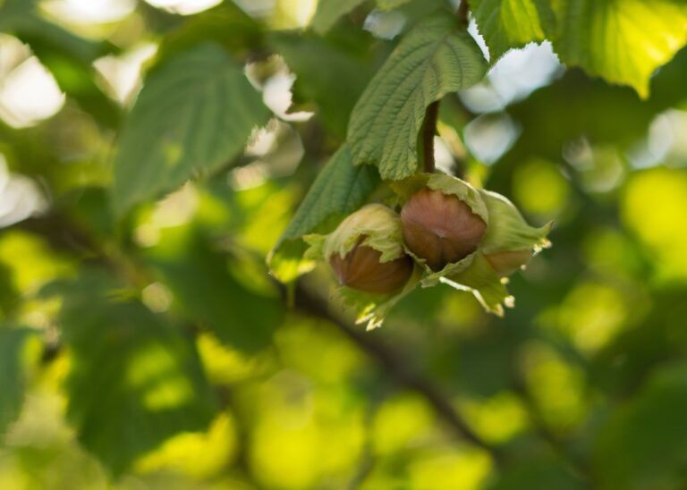 25 Fruit Trees That Grow In Shade [They'll Surprise You!]