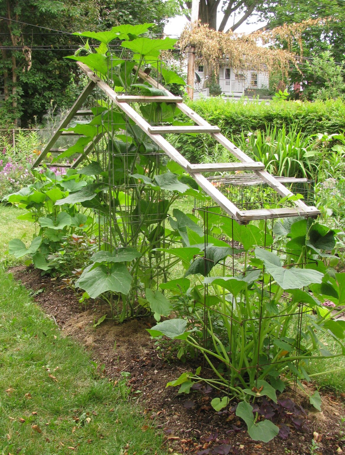 21 DIY Watermelon Trellis Ideas - Grow Watermelons Vertically ...