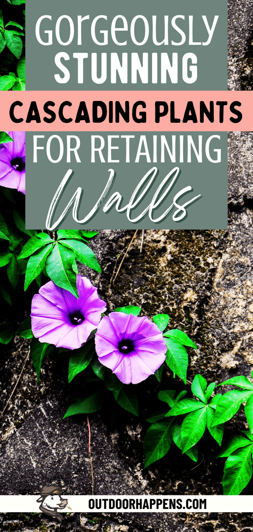 13 Stunning Cascading Plants for Retaining Walls and Hanging Baskets