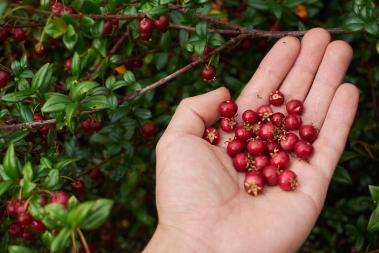 25 Fruit Trees That Grow In Shade [They'll Surprise You!]