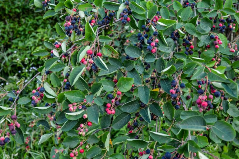 25 Fruit Trees That Grow In Shade [They'll Surprise You!]