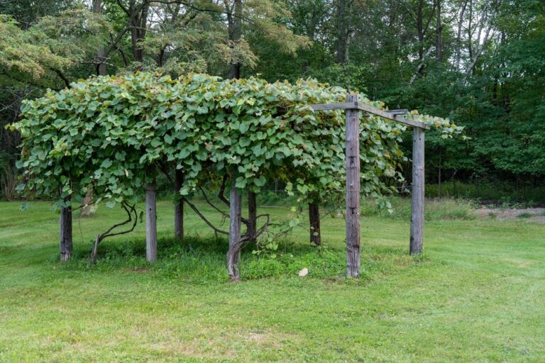 27+ Sturdy Grape Vine Trellis Ideas for Your Backyard Arbor - Outdoor ...