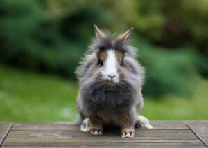 The Ultimate Lionhead Rabbit Guide - Cost, Uses, Origin, And Fluffy ...