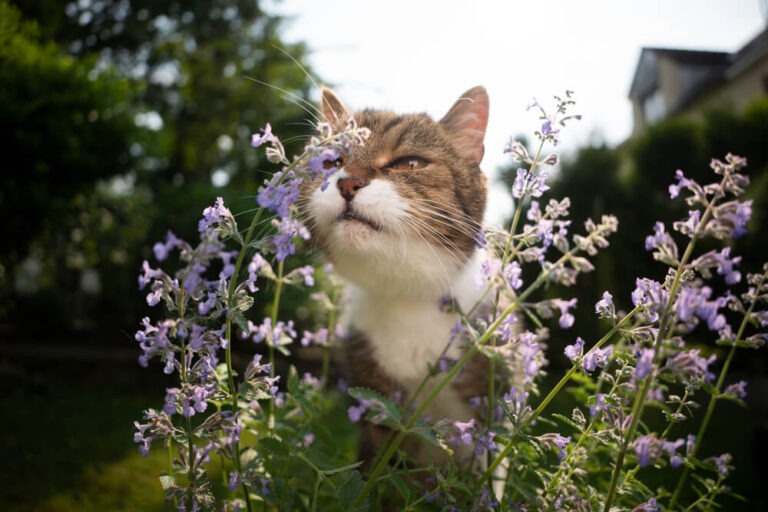 How To Grow Catnip In Your Backyard - From Seed To Harvest! - Outdoor ...