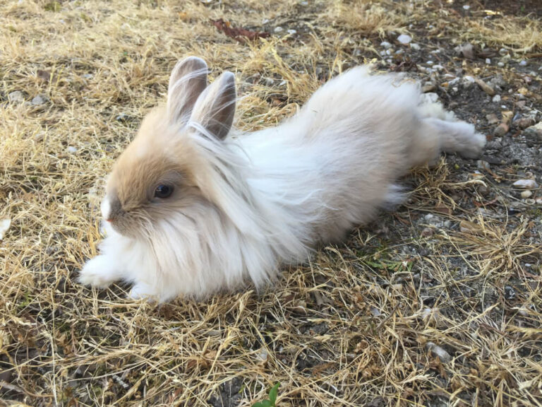 The Ultimate Lionhead Rabbit Guide - Cost, Uses, Origin, And Fluffy ...