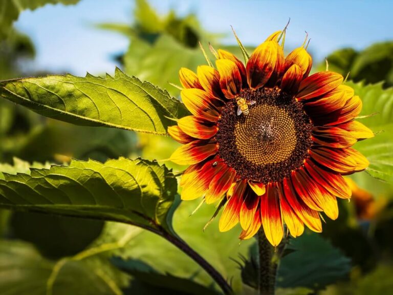 21 Crops To Sow In July For An Epic And Abundant Summer Garden ...