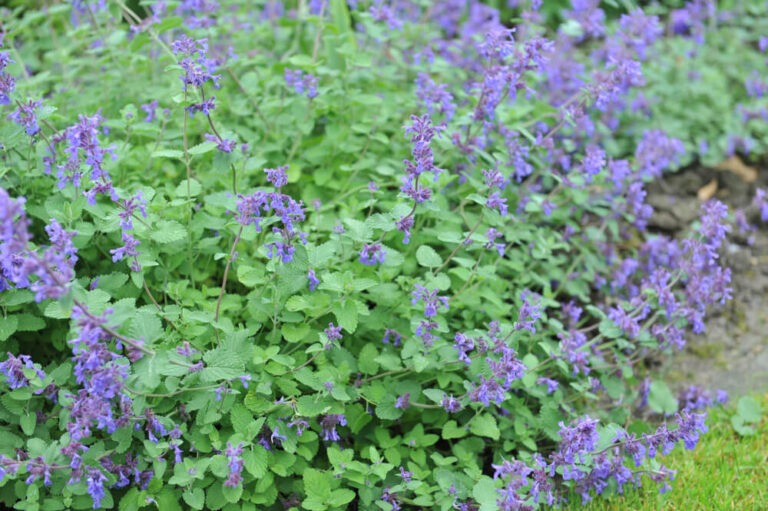How To Grow Catnip In Your Backyard - From Seed To Harvest! - Outdoor ...
