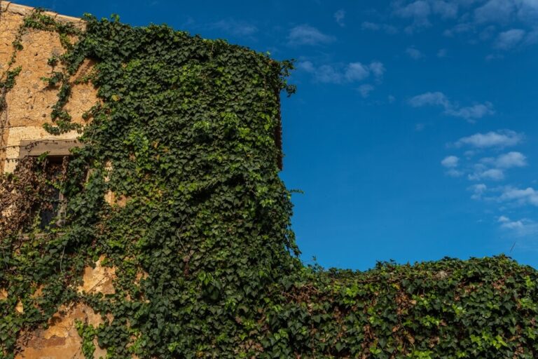 17 Fast-Growing Climbing Vines For Trellises, Gates, & Walls - Epic ...