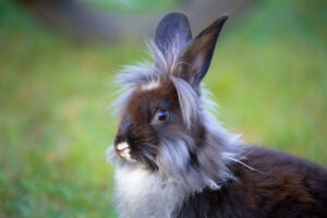 The Ultimate Lionhead Rabbit Guide - Cost, Uses, Origin, And Fluffy ...