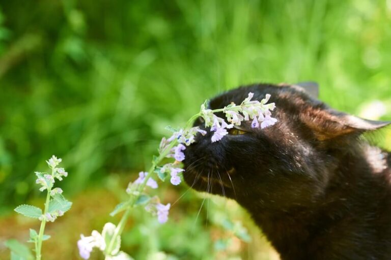 How To Grow Catnip In Your Backyard - From Seed To Harvest! - Outdoor ...