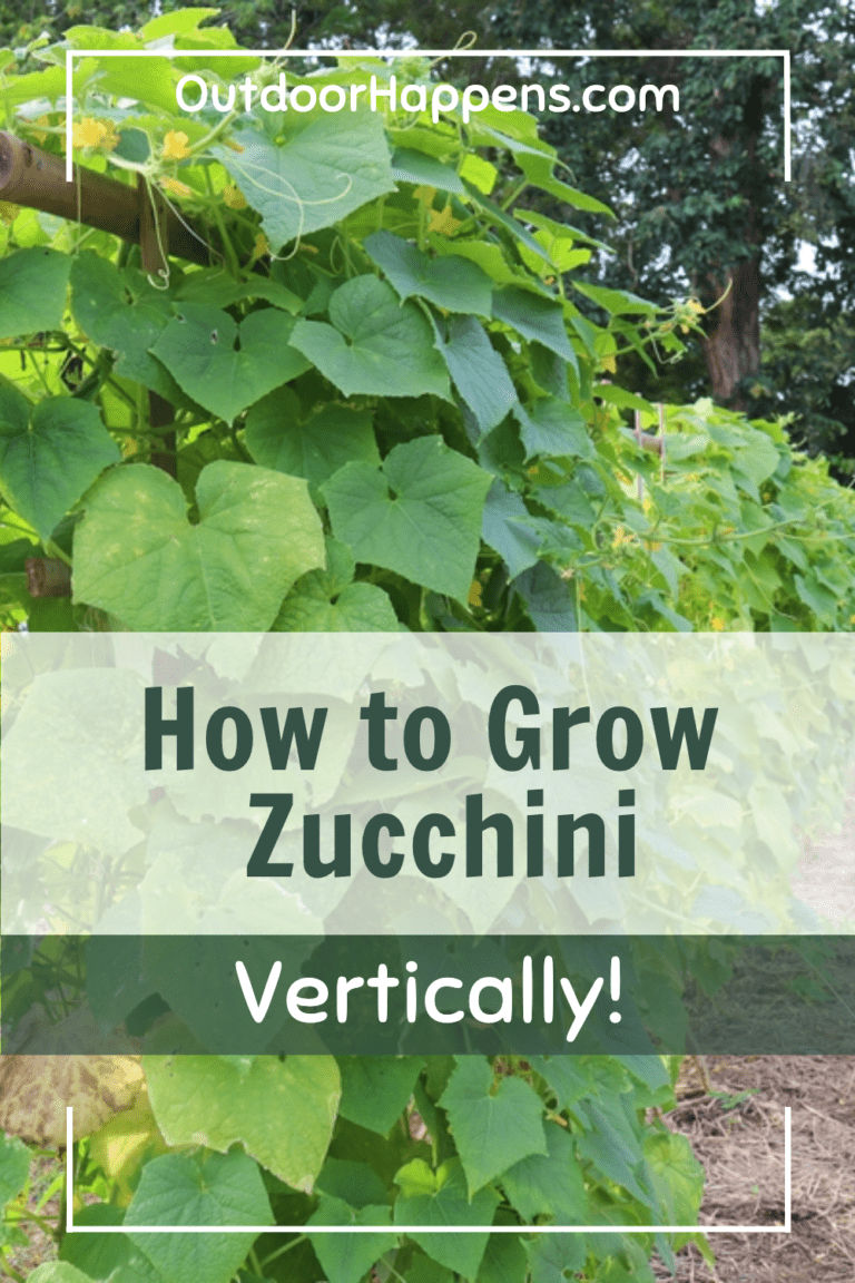 How to Grow Zucchini Vertically: A Complete Guide for a Successful Crop ...