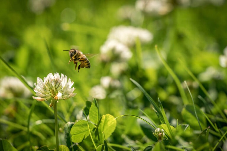 8 Ways To Support Native Bees And Pollinators In Your Backyard Garden ...
