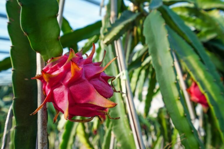 25 Fruit Trees That Grow In Shade [They'll Surprise You!]