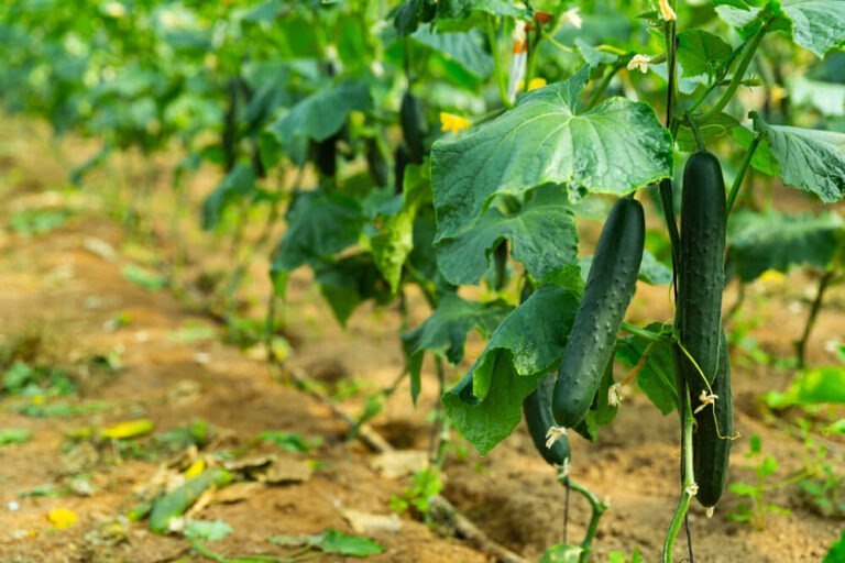 How To Grow Delicious, Refreshing Cucumbers From Seed To Harvest ...